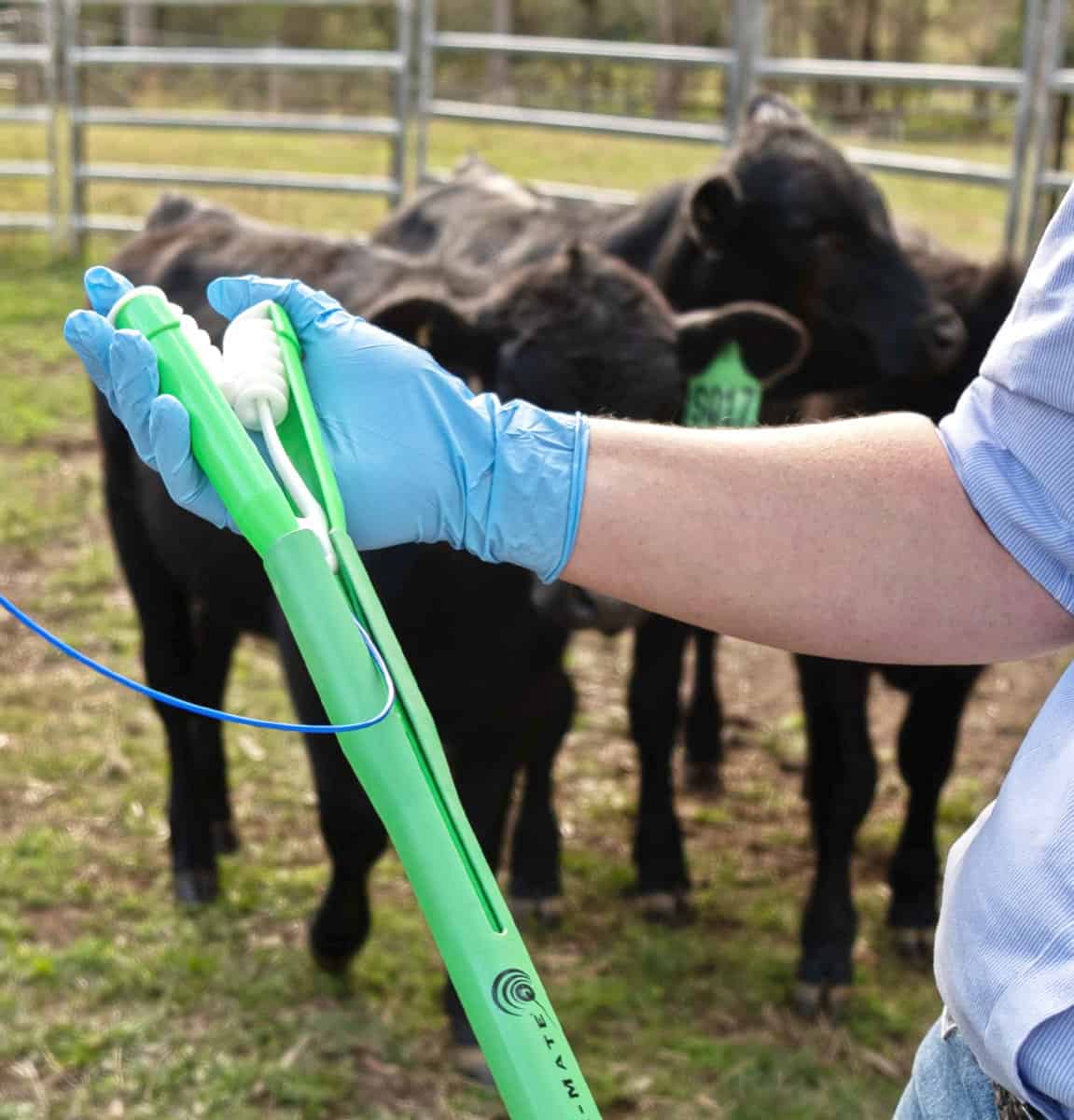 What is Embryo Collection? - Bass Valley Embryo Services